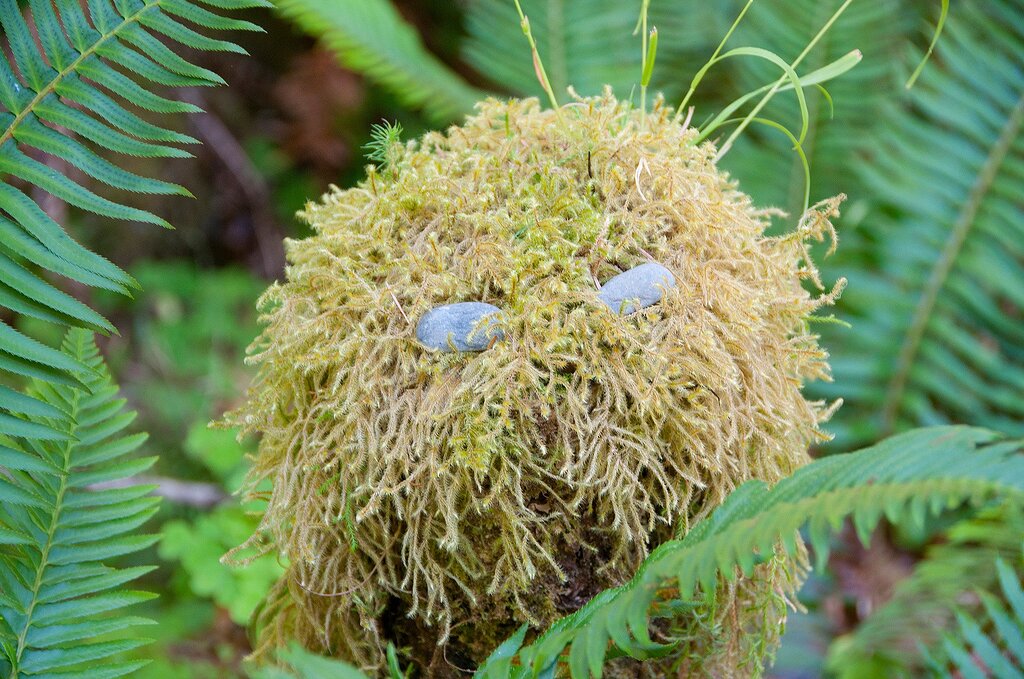 Humor in the Hoh - Flora Critiques - Nature Photographers Network
