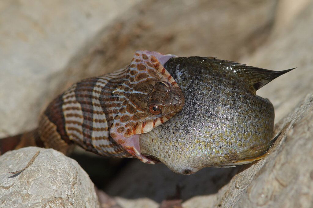 Water snake eating sunfish - Wildlife Critiques - Nature Photographers ...
