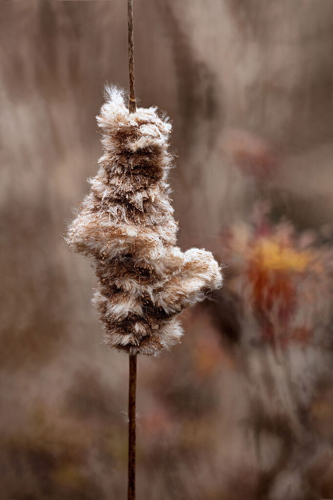 Cattail Explosion - Flora Critiques - Nature Photographers Network