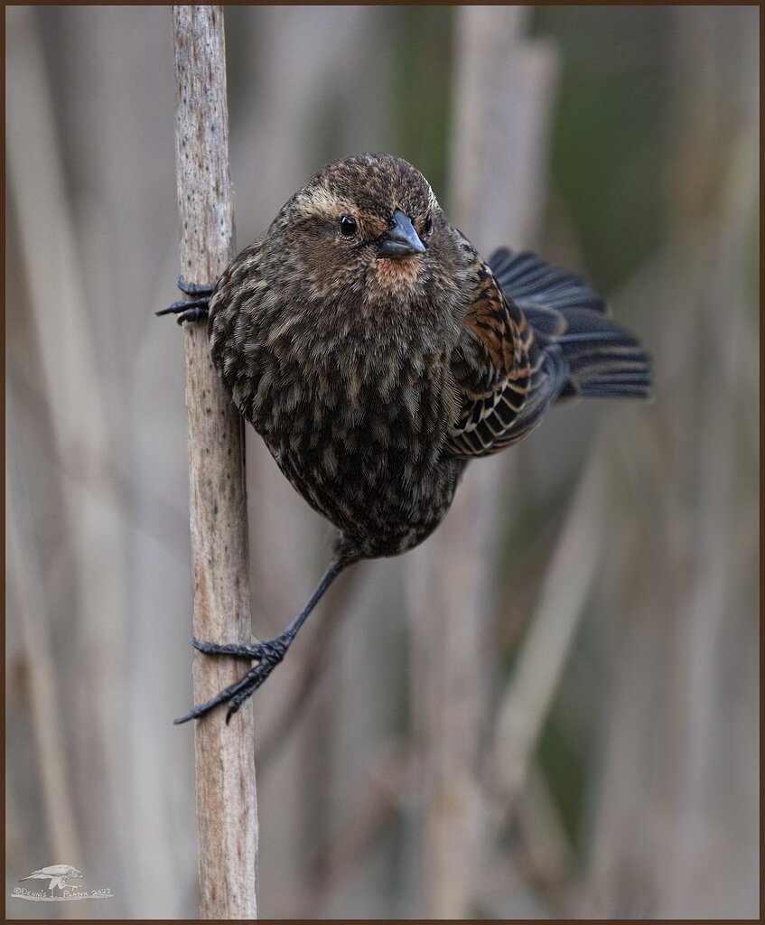 Female Red-winged Blackbird - Avian Critiques - Nature Photographers ...