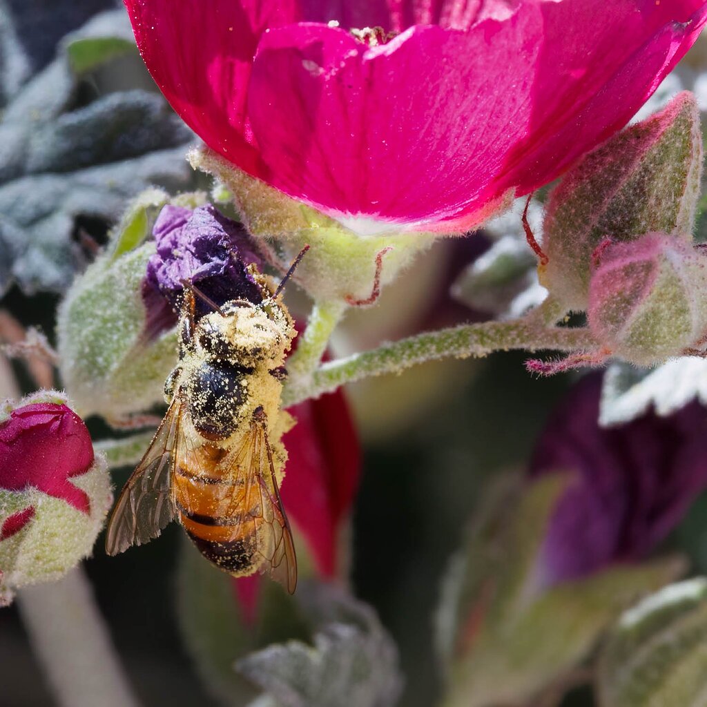 Messy Bee - Macro/Close-up Critiques - Nature Photographers Network