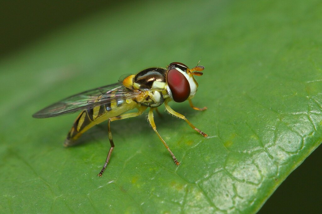 Hover Fly - Macro/Close-up Critiques - Nature Photographers Network