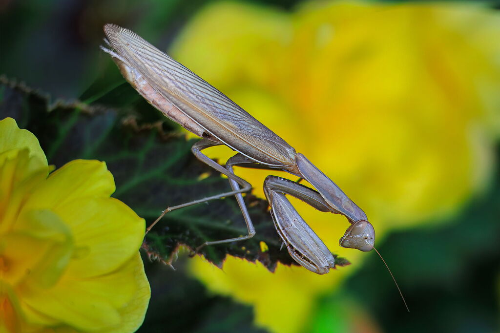 Gray Mantis - Image Critiques - Nature Photographers Network