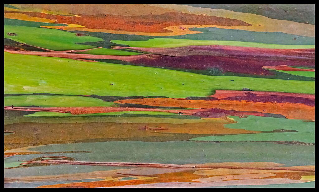 The Swamp - Abstract Nature Critiques - Nature Photographers Network