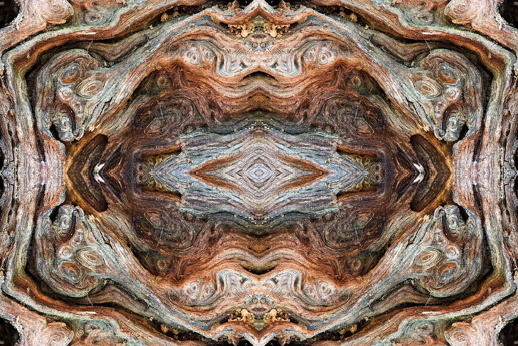 Stump Detail Mirrored (4 versions) - Abstract Nature Critiques - Nature ...