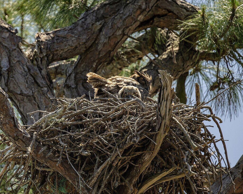 Mother Nature's Child - Avian Critiques - Nature Photographers Network