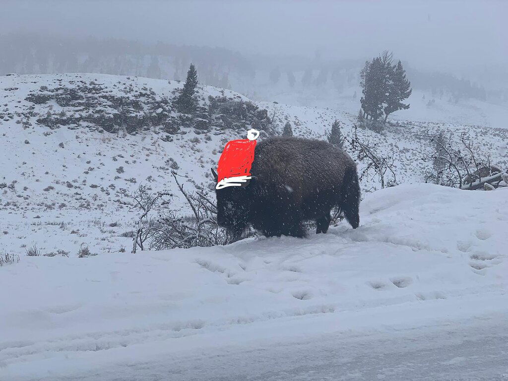 Holiday Bison (from the archives) - Weekly Challenge - Nature ...