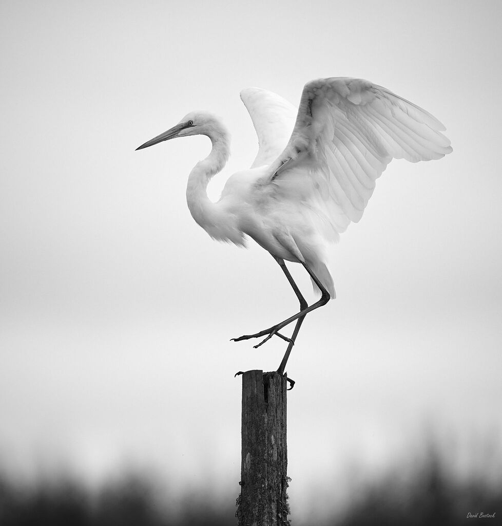 Pinpoint Landing - Avian Critiques - Nature Photographers Network