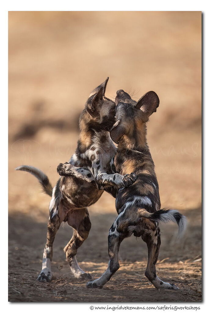 DANCING - Wildlife Critiques - Nature Photographers Network