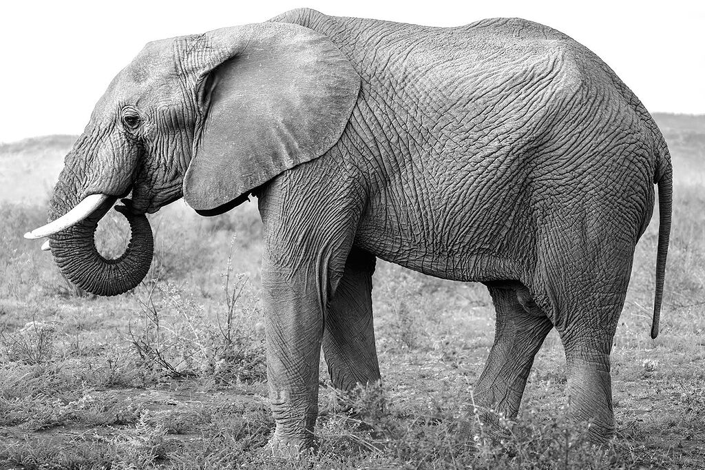 Profile of an Elephant - Weekly Challenge - Nature Photographers Network
