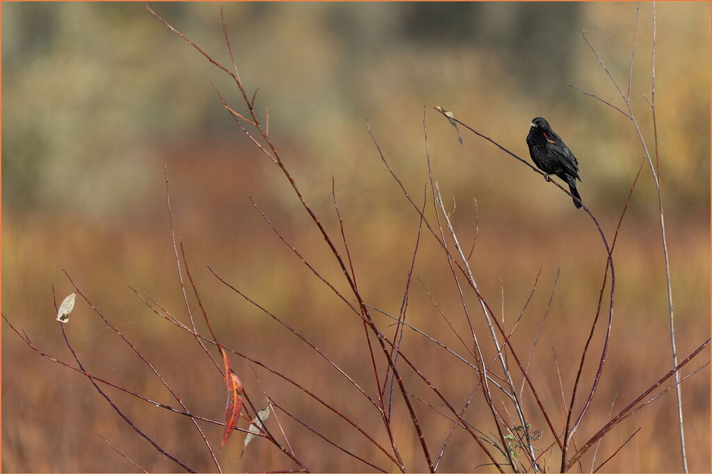 Another Red-winged Blackbird - Image Critiques - Nature Photographers ...