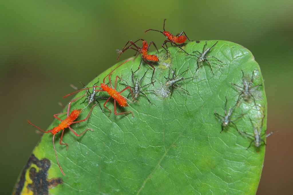 Assassin Bug Nymphs (?) - Image Critiques - Nature Photographers Network