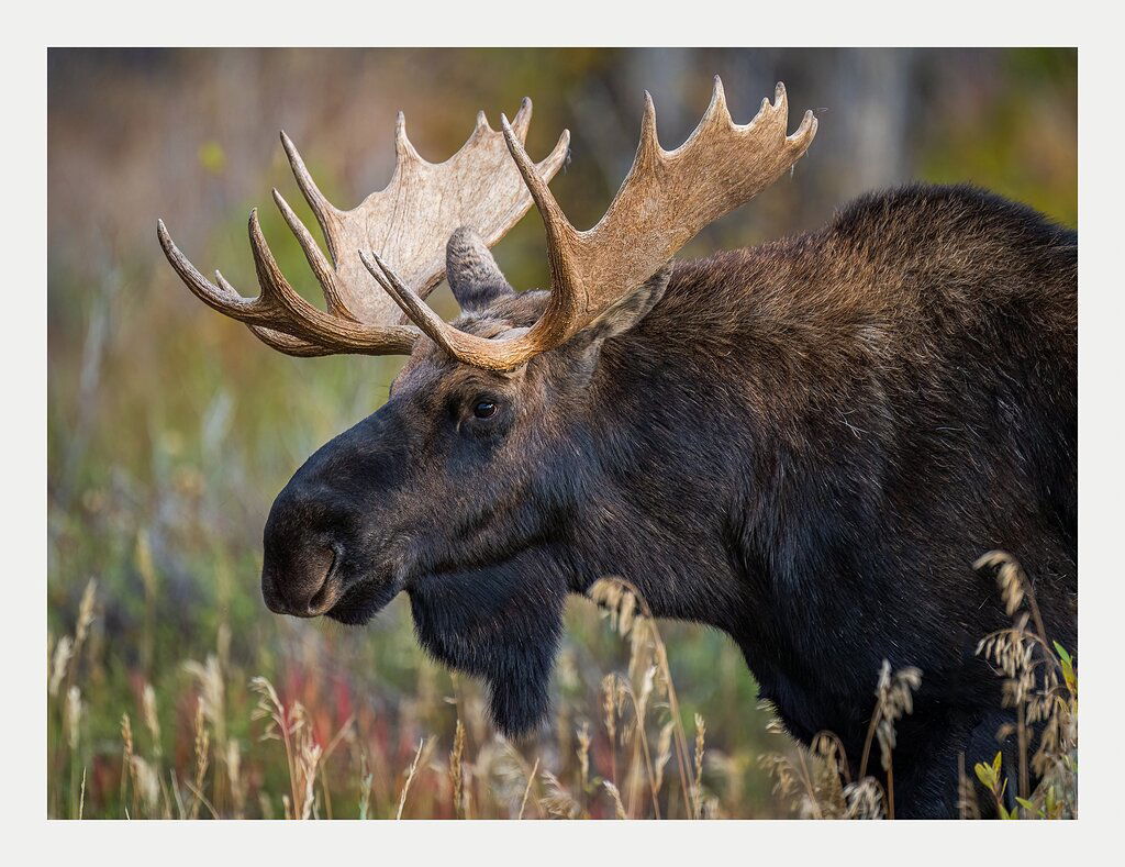 Teton Moose 2 - Wildlife Critiques - Nature Photographers Network