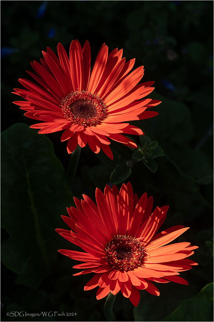 Sun Dials - Flora Critiques - Nature Photographers Network