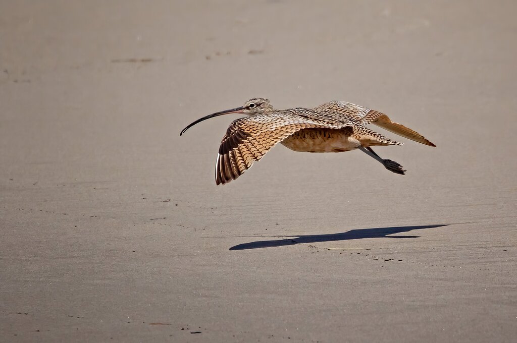 Low Flying Curlew - Repost - Avian Critiques - Nature Photographers Network