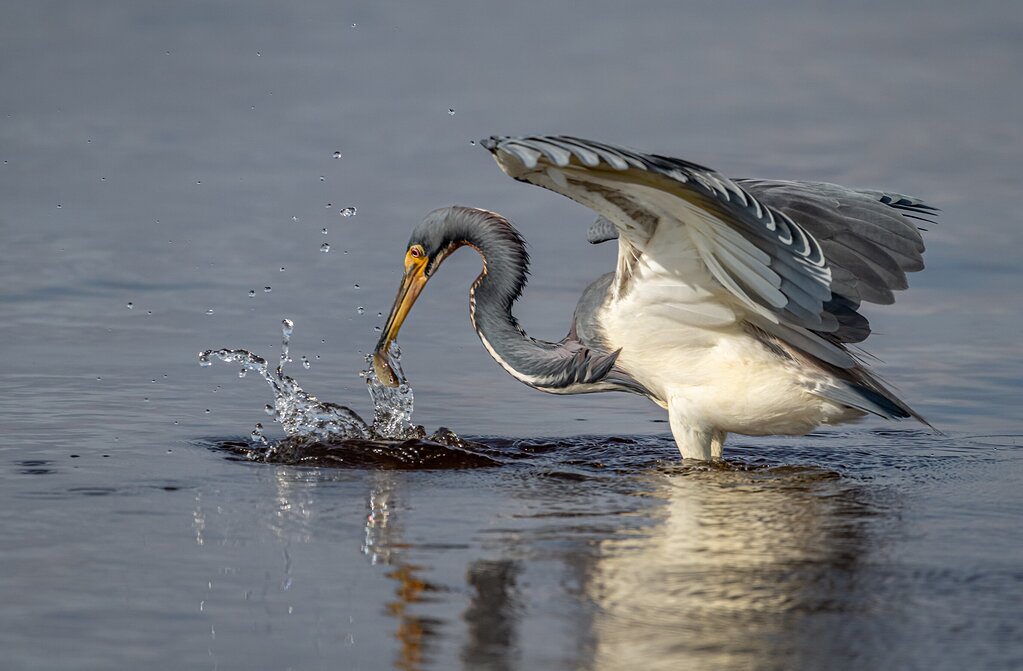 Gotcha! - Image Critiques - Nature Photographers Network