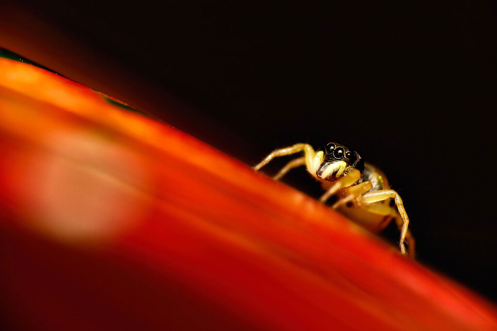 The Red Scape - Macro/Close-up Critiques - Nature Photographers Network