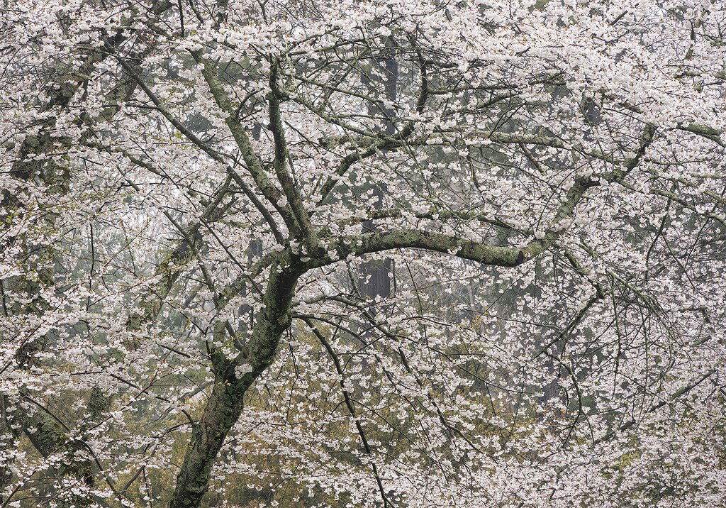 Blizzard - Landscape Critiques - Nature Photographers Network