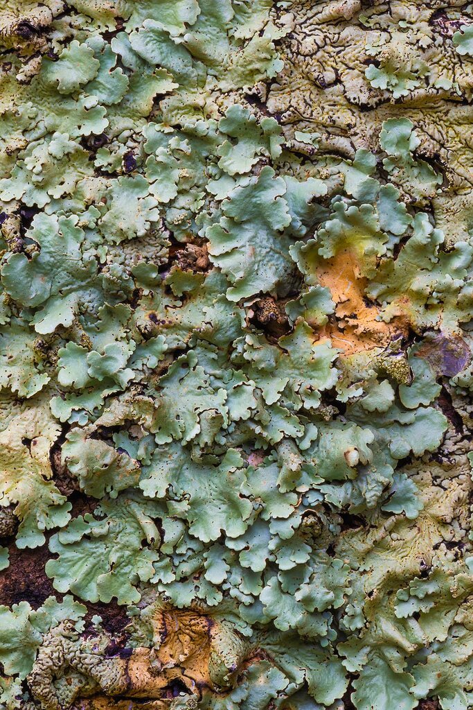 Lichen on beech - Weekly Challenge - Nature Photographers Network