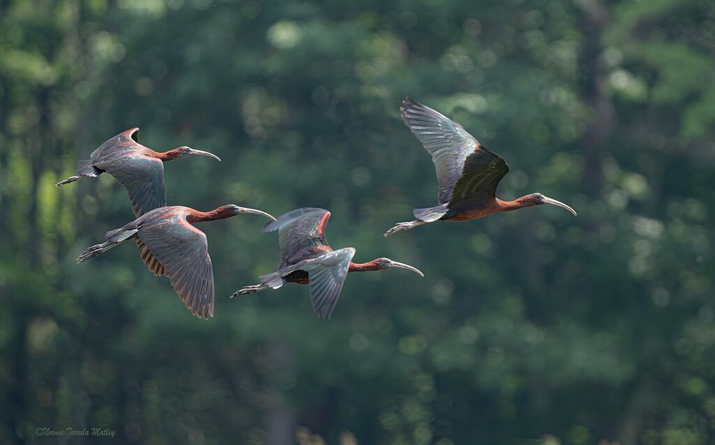 Glossy Ibis Synchronized Flight - Avian Critiques - Nature ...