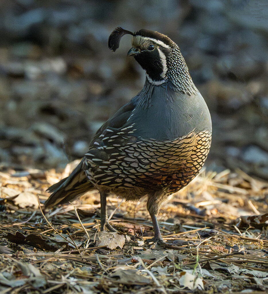 Sunset Quail - Avian Critiques - Nature Photographers Network