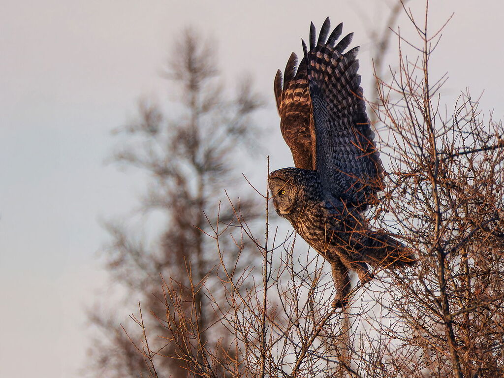 Great Gray Owl Ready for Takeoff - Image Critiques - Nature ...