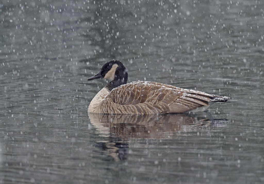Spring Time in Michigan - Avian Critiques - Nature Photographers Network