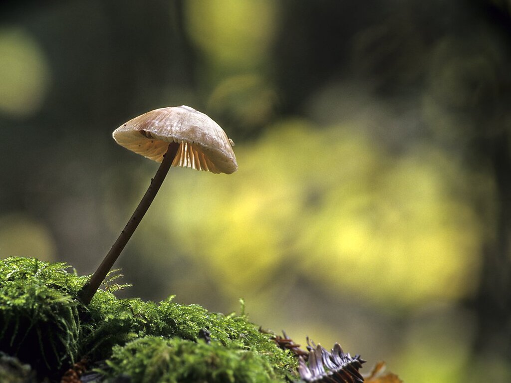 Funghi at Muir Woods - Flora Critiques - Nature Photographers Network
