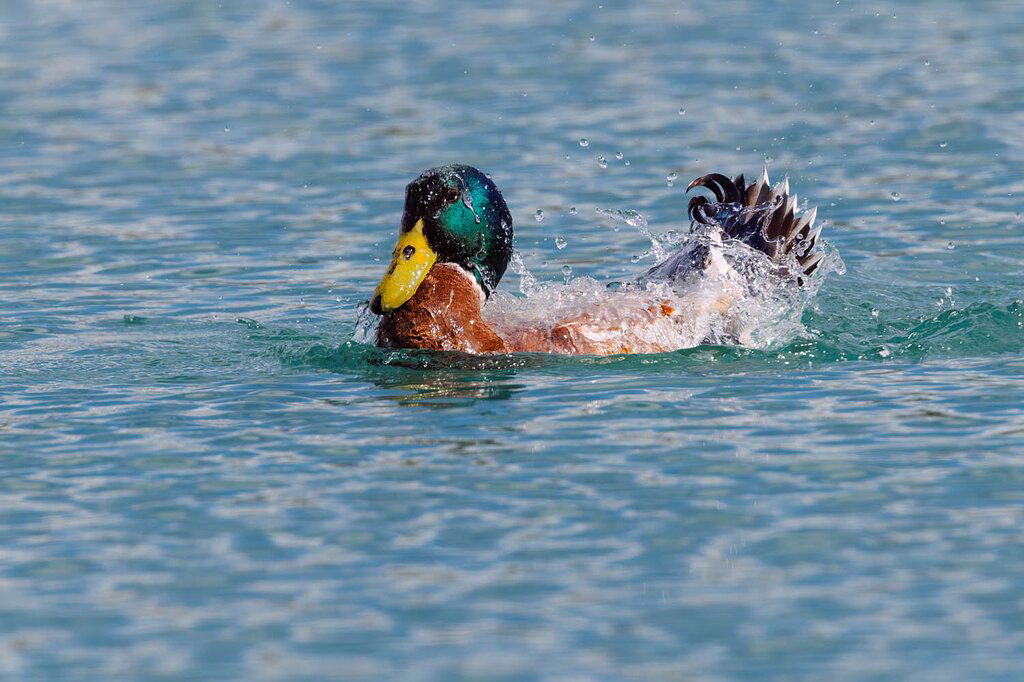 Getting into the water - Avian Critiques - Nature Photographers Network