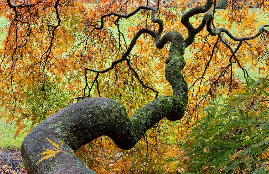 Twists and Turns - Weekly Challenge - Nature Photographers Network