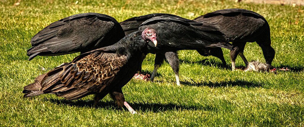 Standing Guard - Avian Critiques - Nature Photographers Network