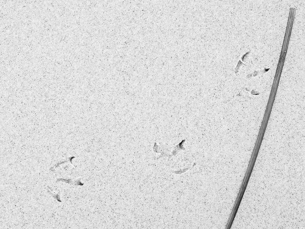 Three toes in the sand - Image Critiques - Nature Photographers Network