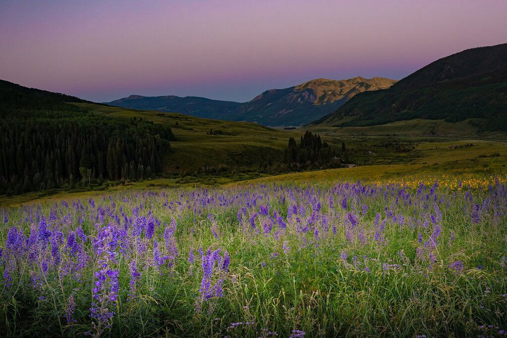Crested Butte Wildflowers + Rework - Landscape Critiques - Nature ...