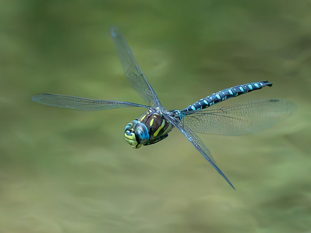 Paddle Tailed Darner - Image Critiques - Nature Photographers Network