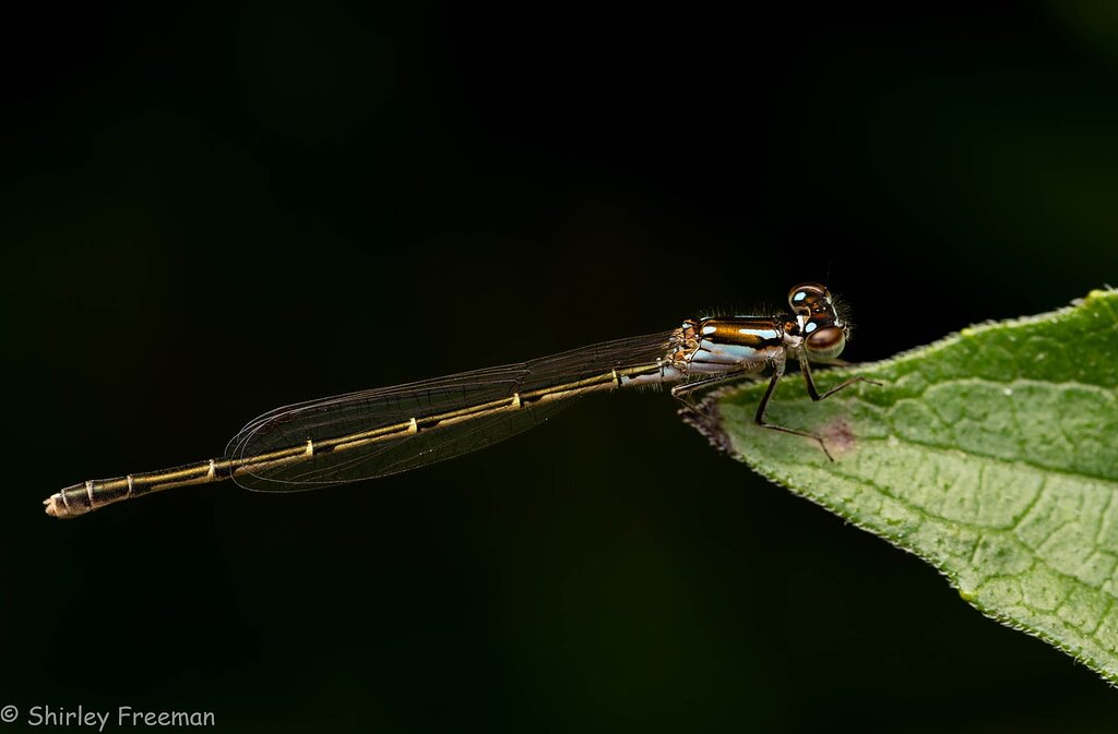Brown Damselfly - Macro/Close-up Critiques - Nature Photographers Network