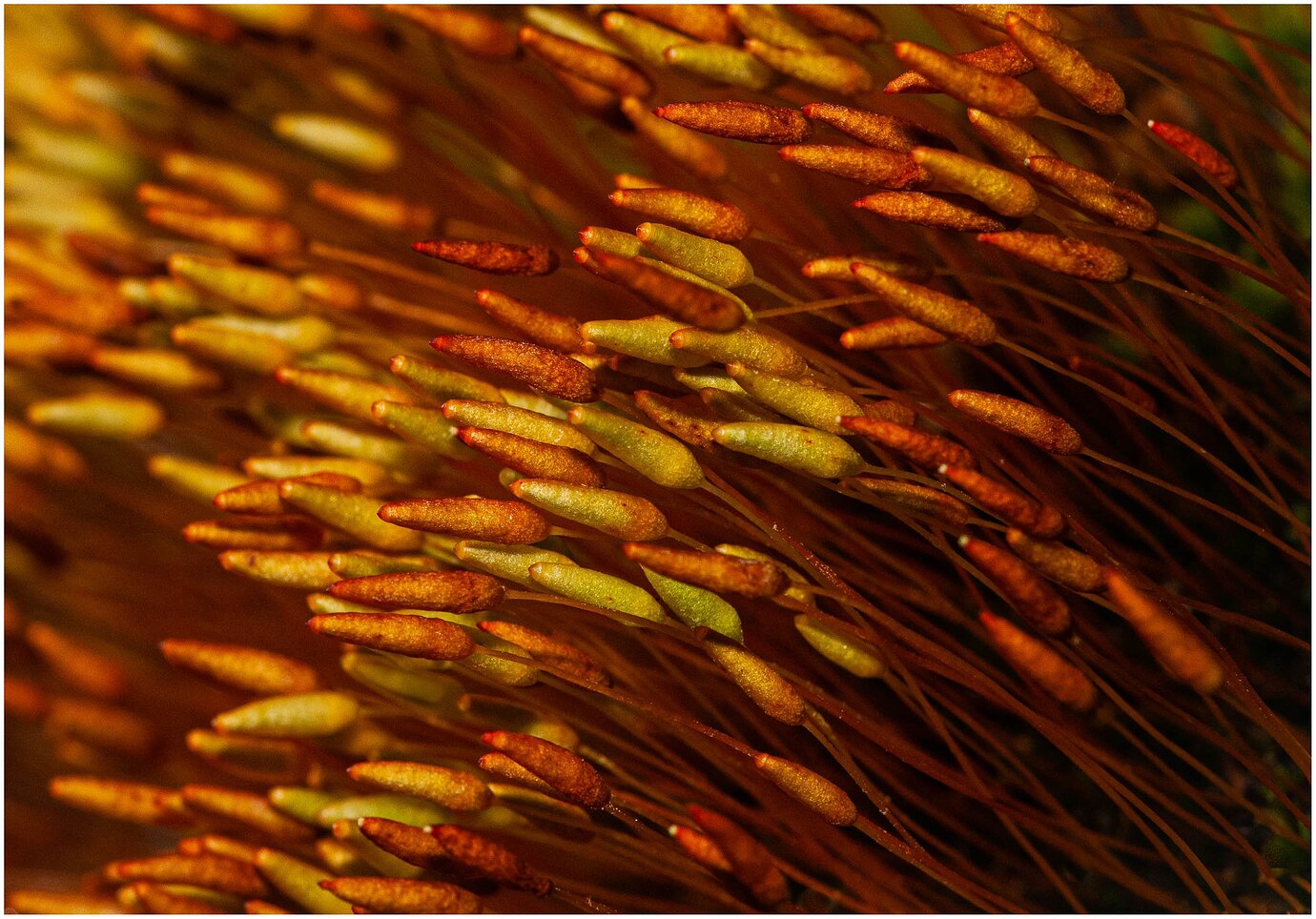Moss spore capsules - Macro/Close-up Critiques - Nature Photographers ...