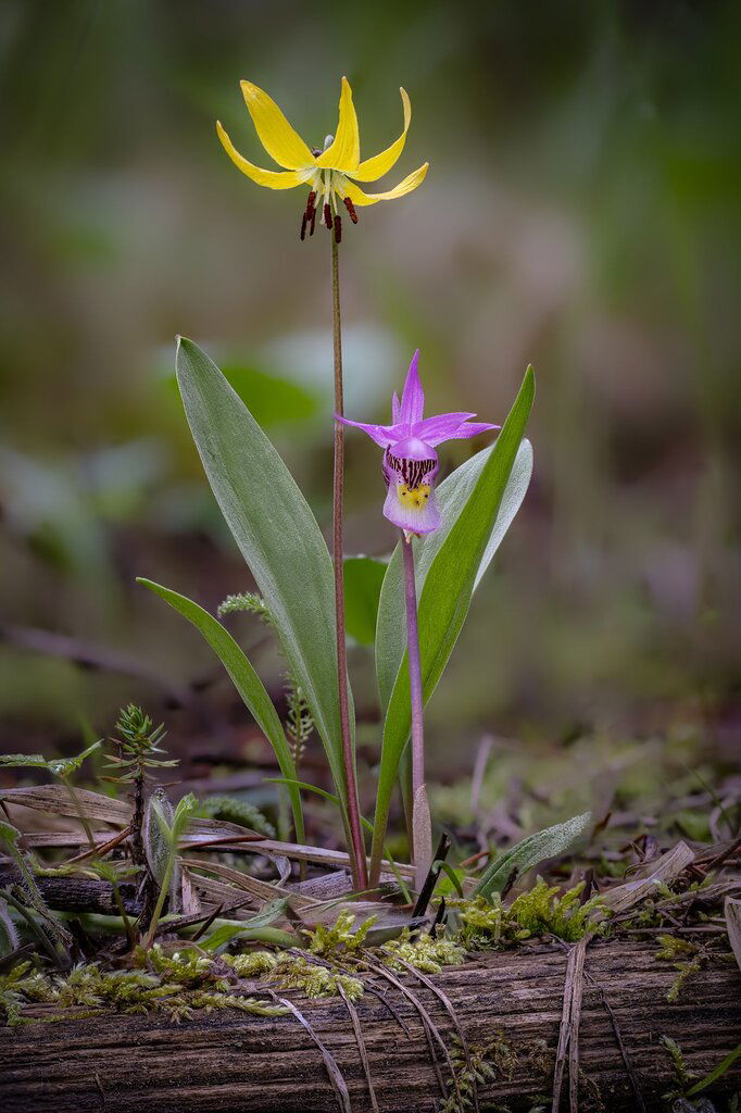 Forest Pals - Flora Critiques - Nature Photographers Network