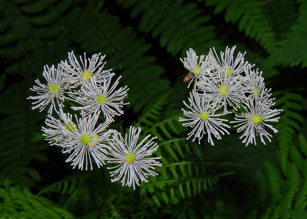 Pinwheels - Macro/Close-up Critiques - Nature Photographers Network