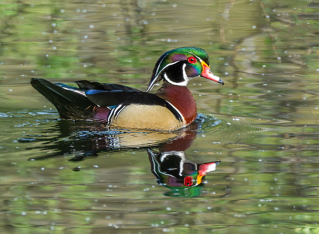 Fancy Duck - Avian Critiques - Nature Photographers Network