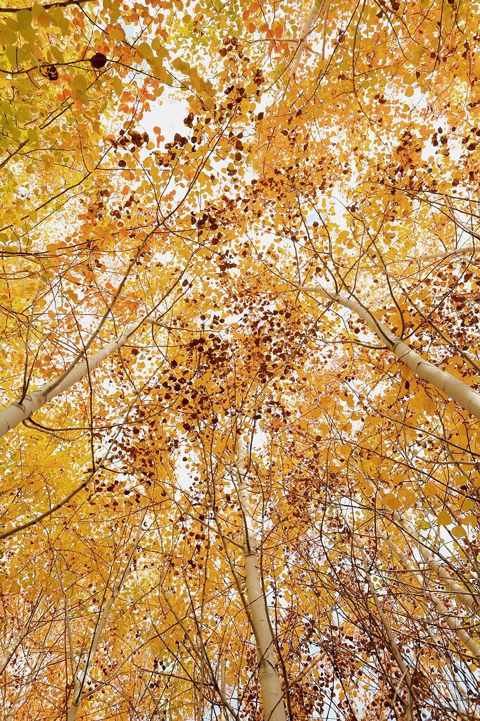 FALL CANOPY - Weekly Challenge - Nature Photographers Network