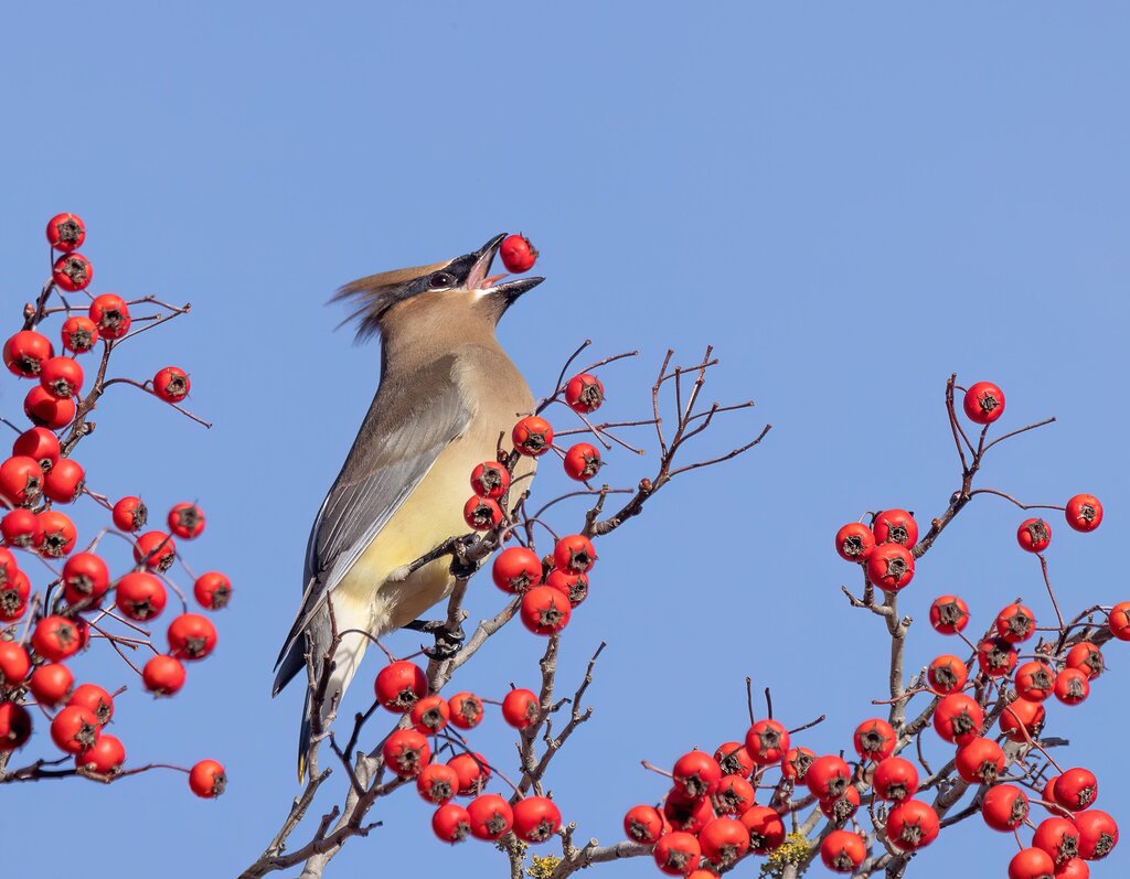 Cedar Waxwing with Hawthorn Berries + RP - Avian Critiques - Nature ...