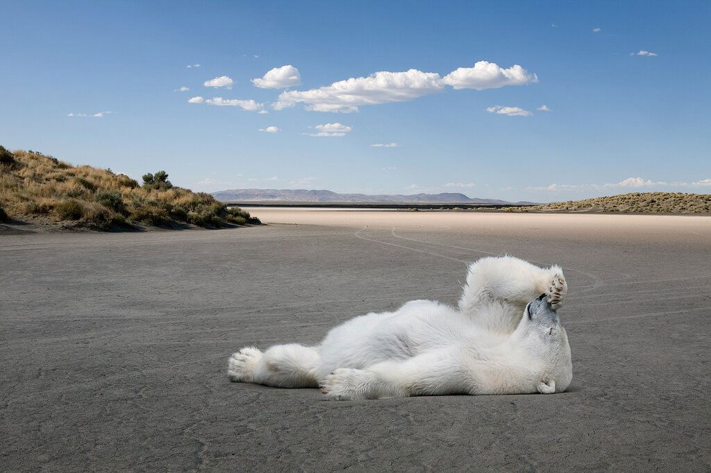 Unbearable - Weekly Challenge - Nature Photographers Network