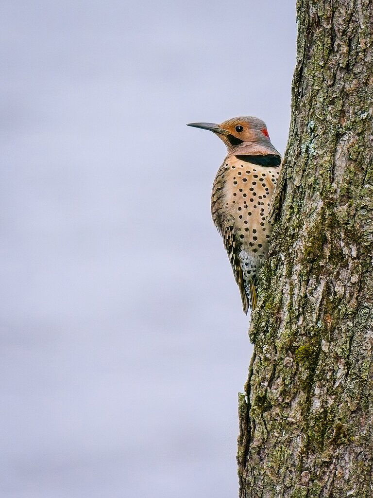 Northern Flicker - Avian Critiques - Nature Photographers Network