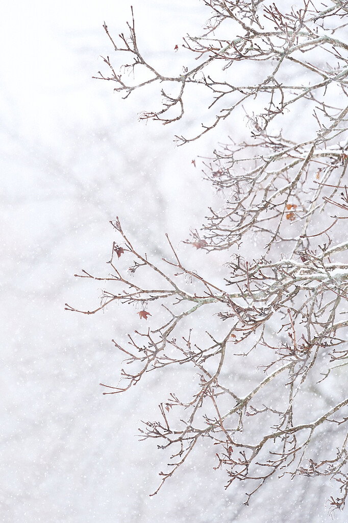 Snow Day - Weekly Challenge - Nature Photographers Network