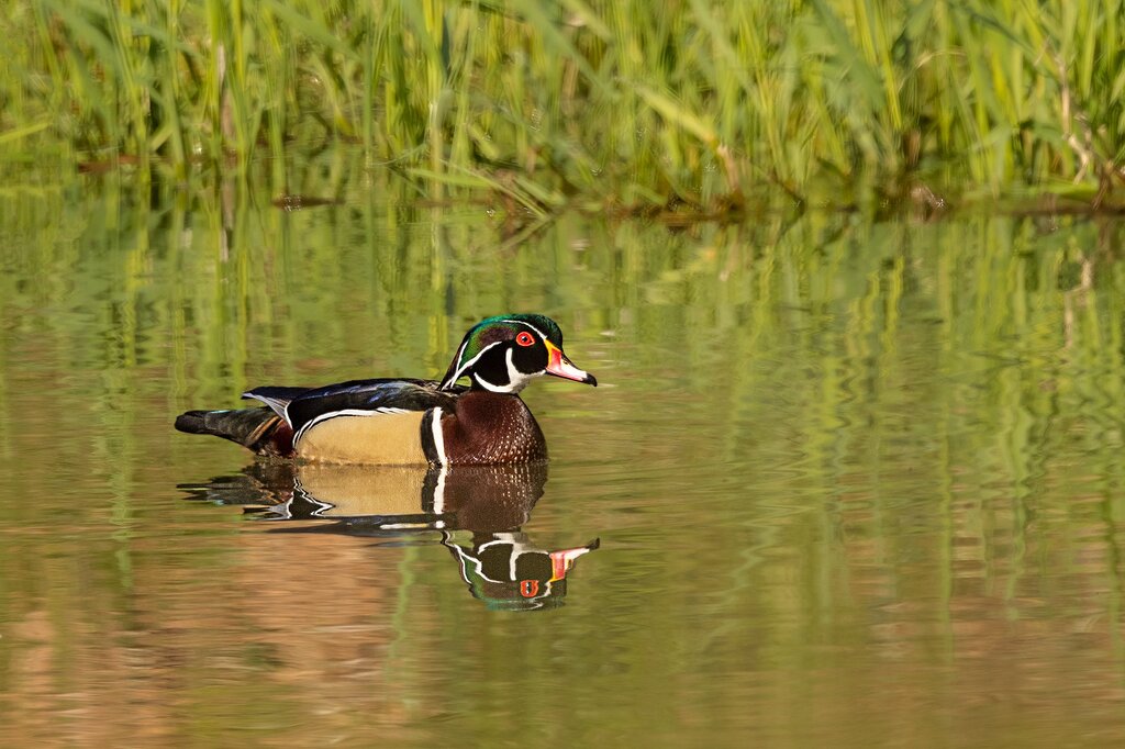 Wood Duck - Avian Critiques - Nature Photographers Network