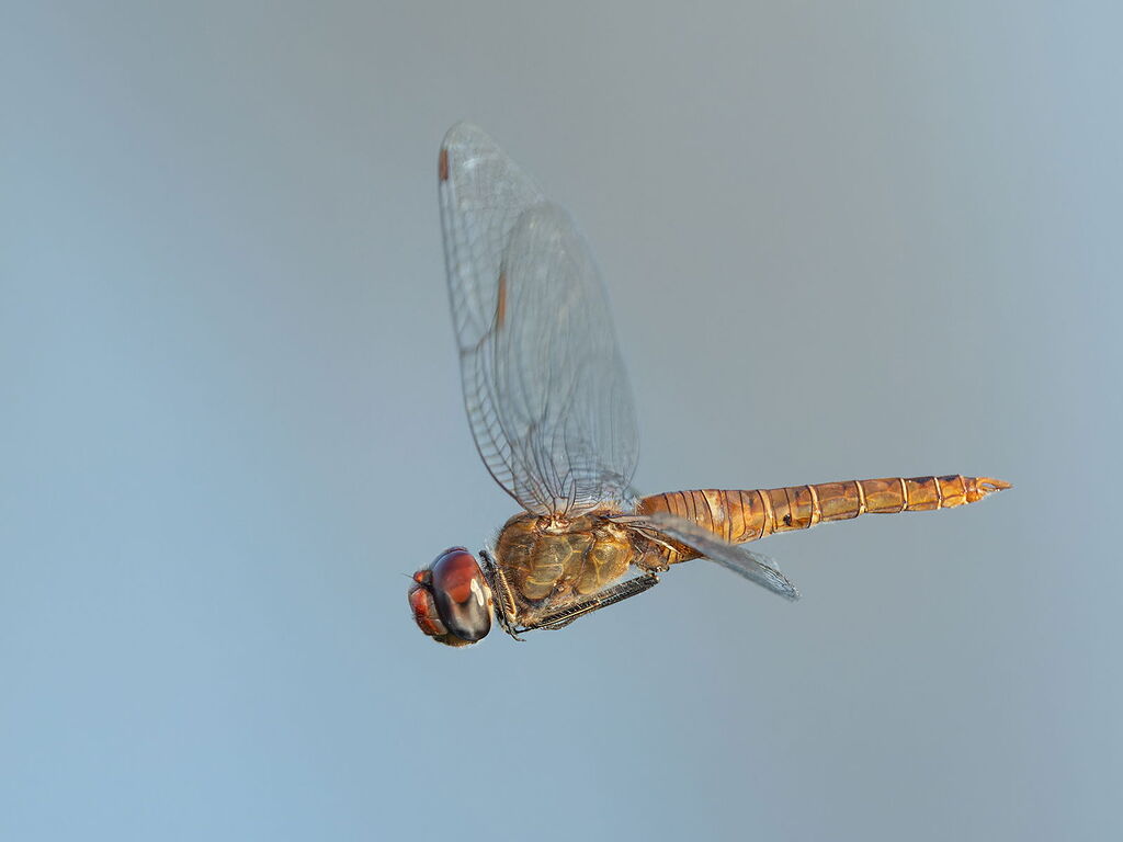 Wandering Glider Dragonfly - Macro/Close-up Critiques - Nature ...