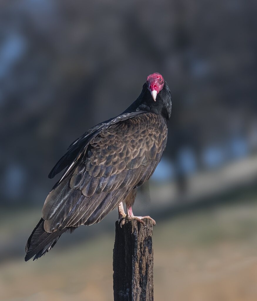 Vulture Perching - Avian Critiques - Nature Photographers Network