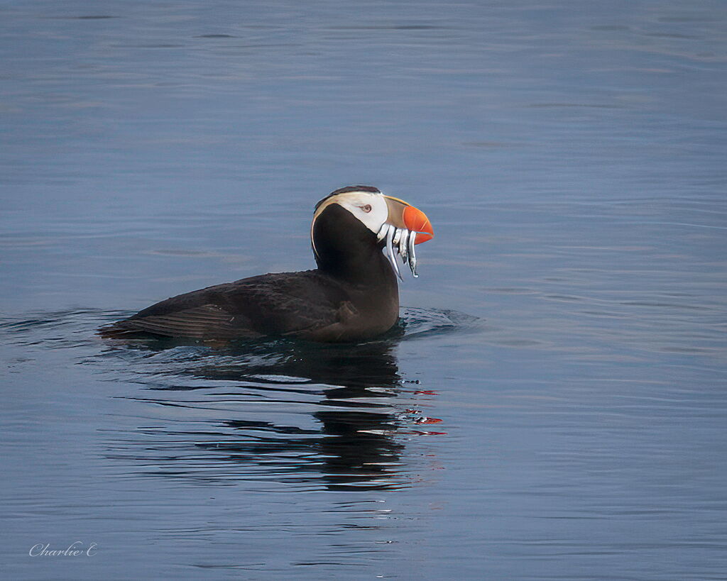 Tufted Puffin with dinner - Image Critiques - Nature Photographers Network