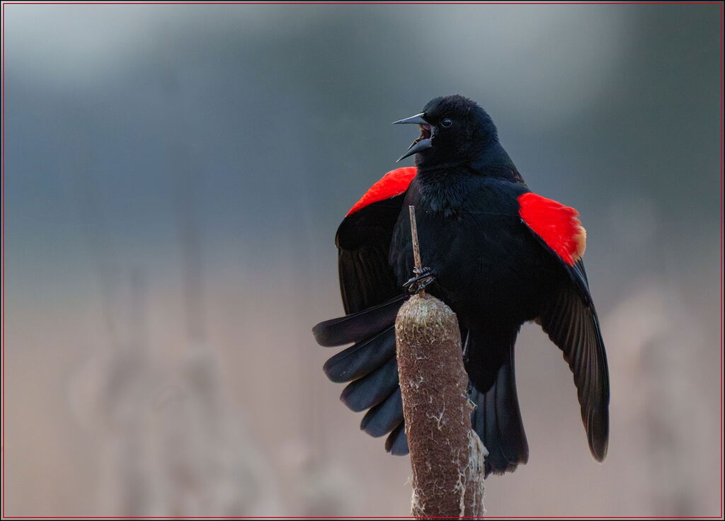 Redwinged Blackbird & Repost - Avian Critiques - Nature Photographers ...