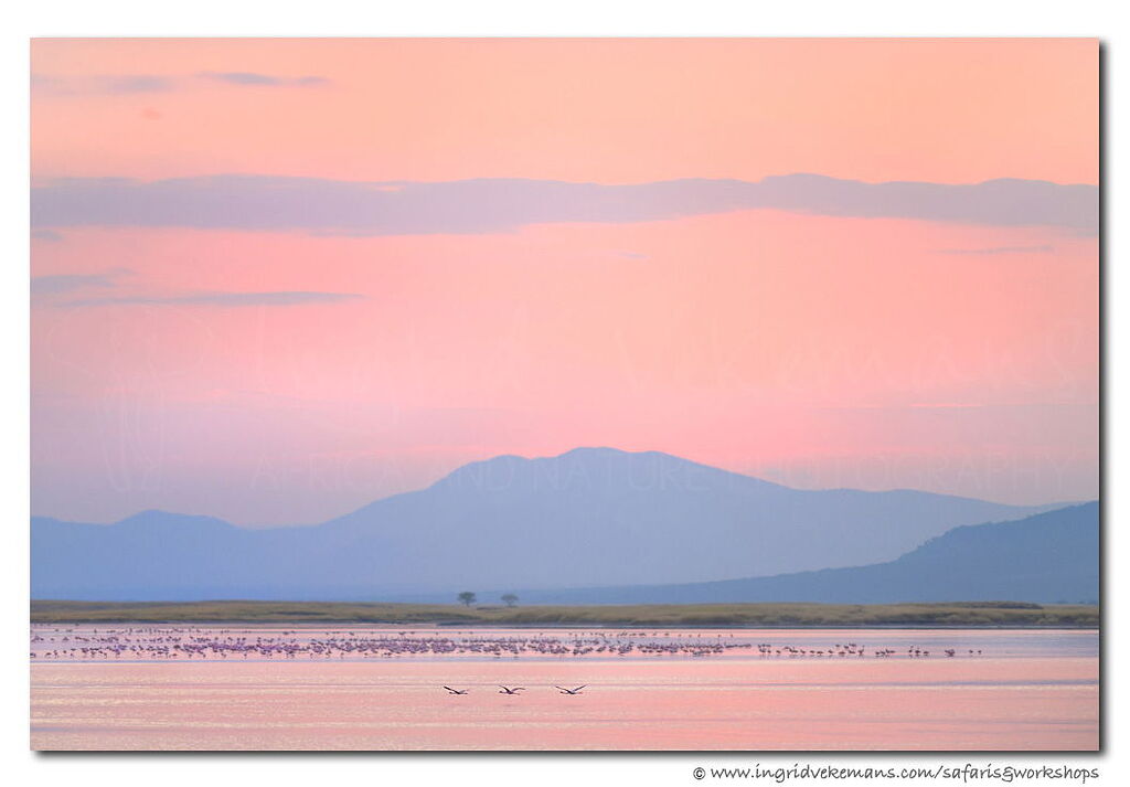 Flamingo Sunrise - Landscape Critiques - Nature Photographers Network